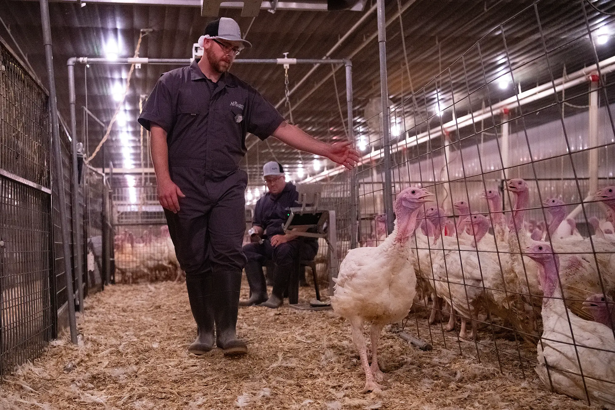 Careers – Aviagen Turkeys